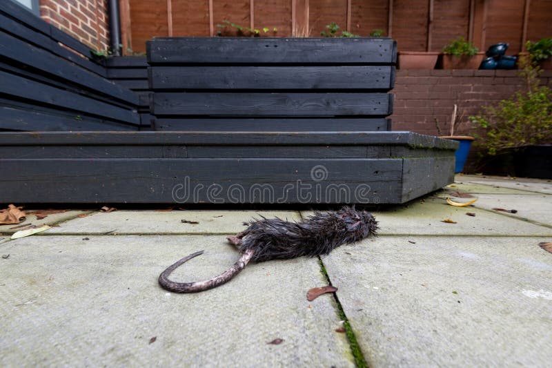 Dead rat in garden. stock photo. Image of whiskers, outdoor - 353190572