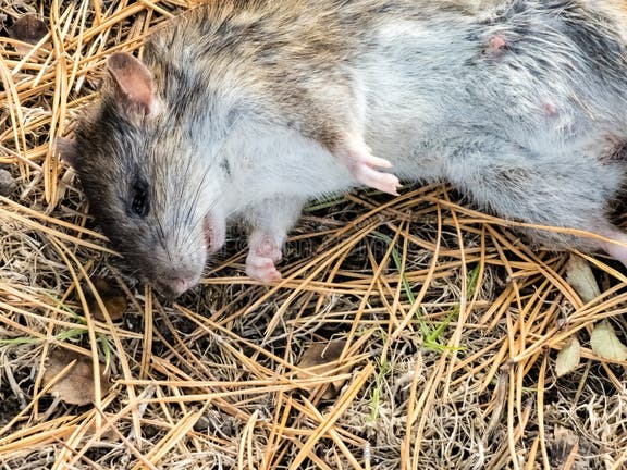 A Dead Rat Lying on Its Side Under the Influence of a Nerve Agent ...