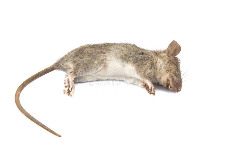 Dead Rat on White Background Stock Image - Image of rodent, close: 82105171