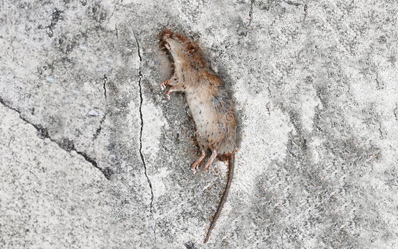 A Dead Rat Caused by a Cat Chasing it. Stock Image - Image of closeup ...
