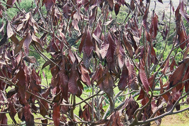 Dead Red Leaves of Tree on Green Bottom Stock Image - Image of gold ...