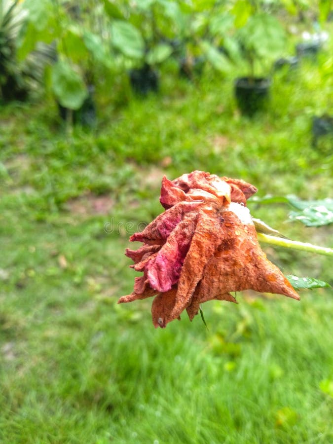 Dead red rose is brown stock photo. Image of dead, green - 201369362