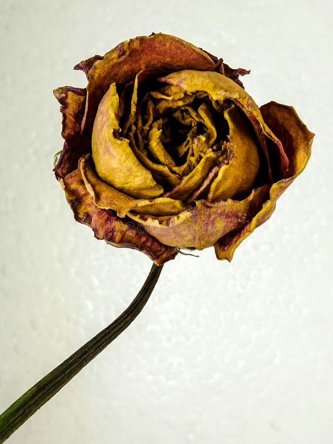 Dead red rose stock photo. Image of rose, flower, dead - 72488494