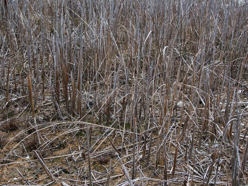 Dead Reed at the Bottom of a Dry Lake. Close-up Stock Image - Image of ...