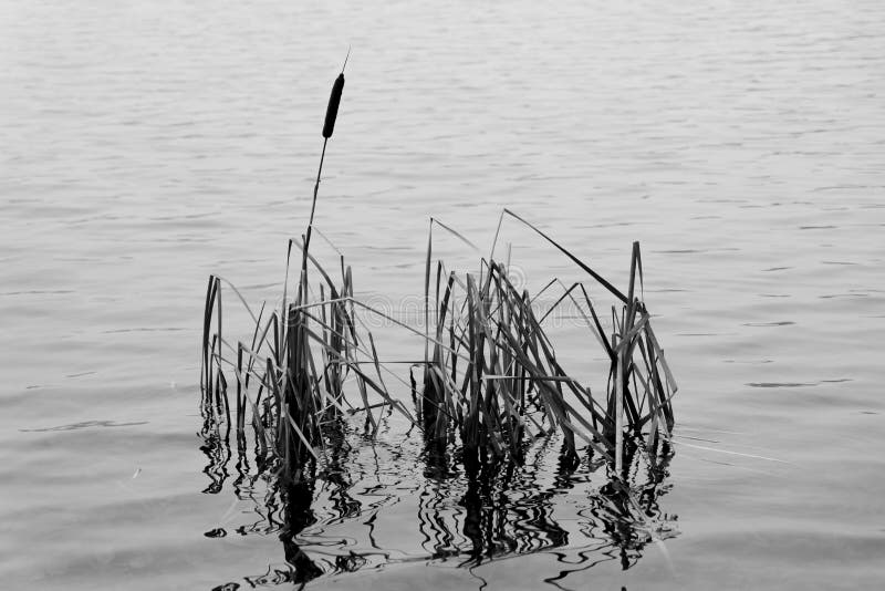 Dead Reed Growing Out of Water Stock Photo - Image of water, reed ...