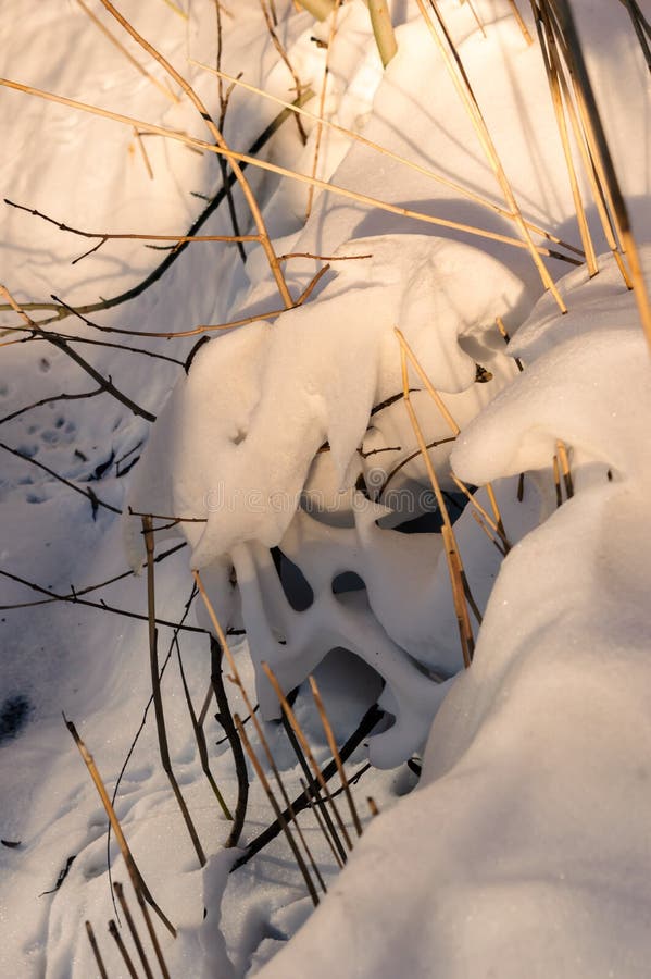 Dead Reed Poking through the Snow Stock Image - Image of frosty ...