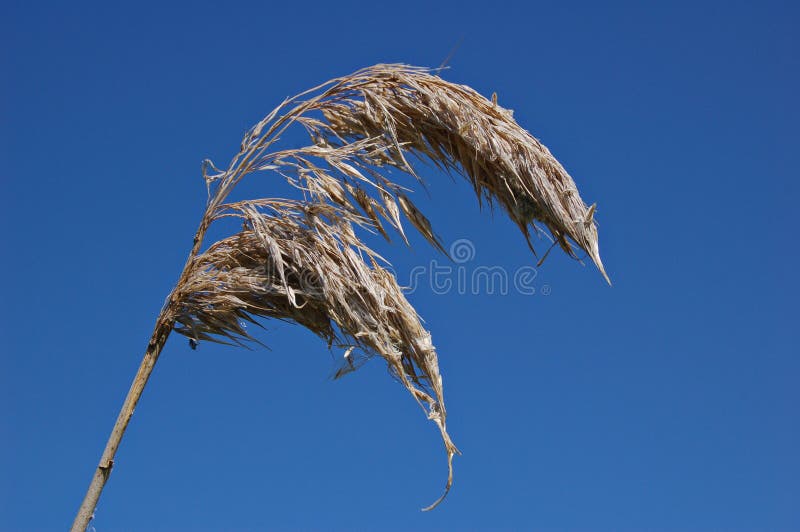 Dead reedhead stock image. Image of phragmites, claw, dying - 1124477