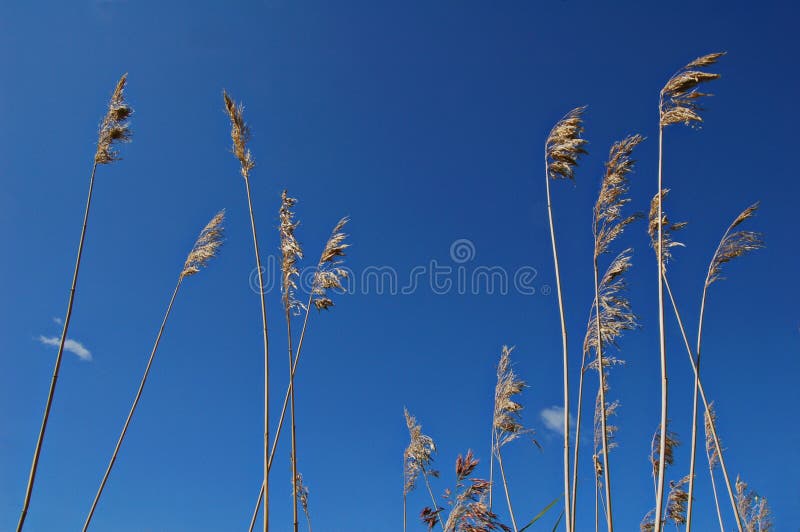 Dead reeds stock image. Image of reed, upright, wither - 1120073