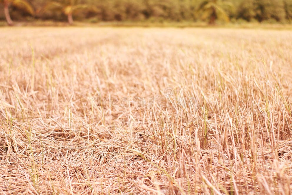 The Dead Rice Plant in the Barren Fields. Stock Photo - Image of dead ...
