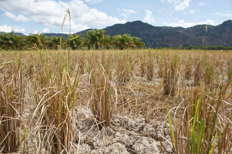 943 Dead Rice Stock Photos - Free & Royalty-Free Stock Photos from ...