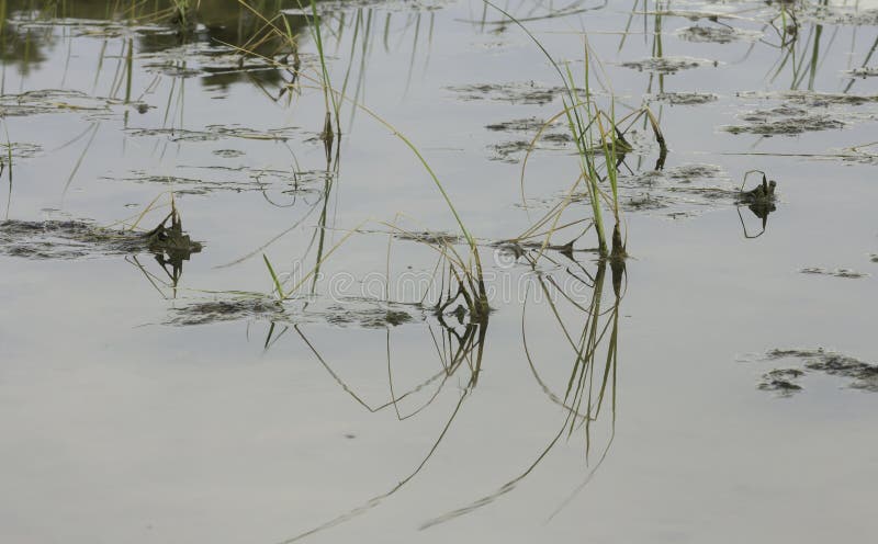 Dead rice seedlings stock image. Image of colorful, concept - 235162585