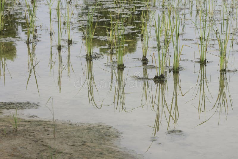 Dead rice seedlings stock photo. Image of plant, growth - 235162608