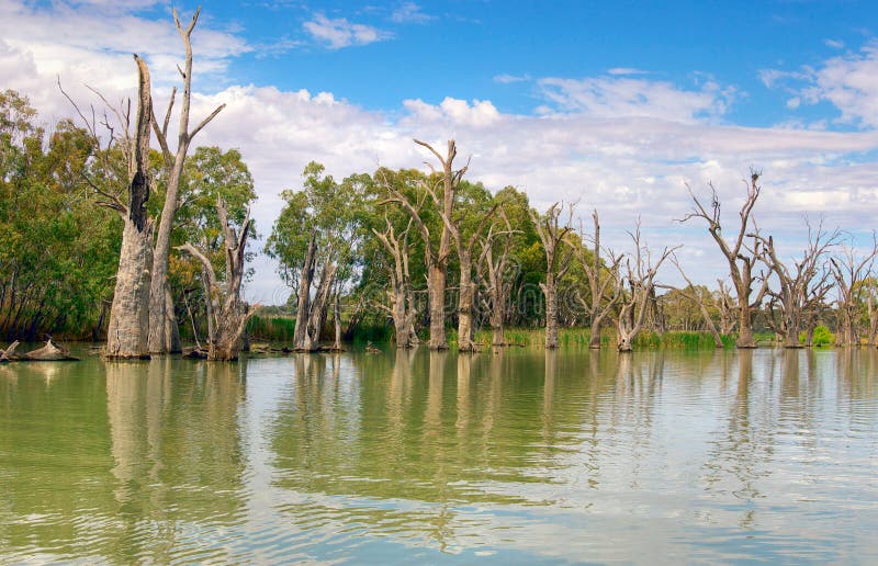 Dead River Trees in the Murray Stock Image - Image of bare, gone: 3546693