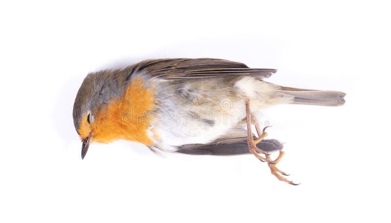 Dead robin red breast bird stock photo. Image of deceased - 201511528