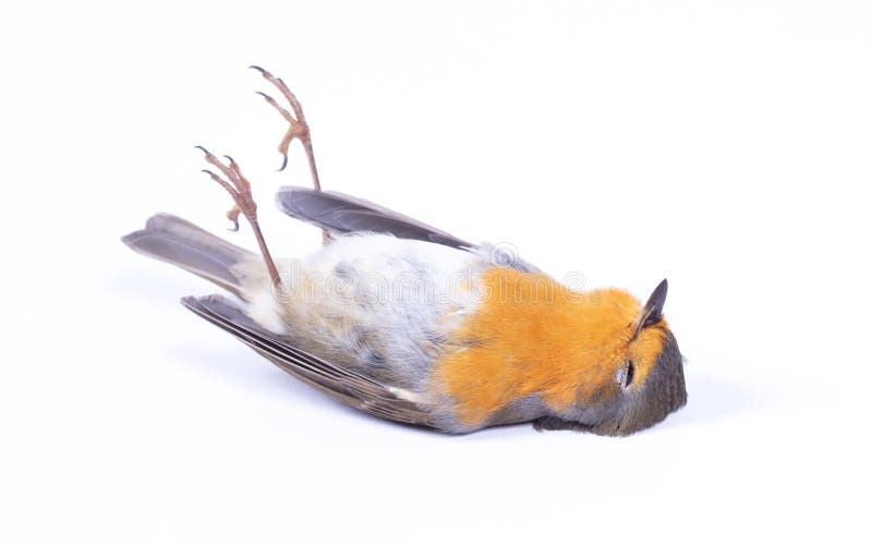 Dead robin red breast bird stock photo. Image of breast - 202773242