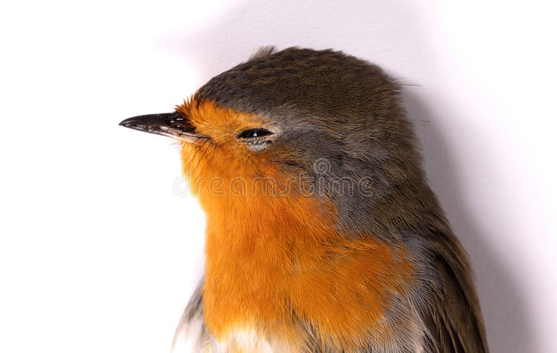Dead robin red breast bird stock photo. Image of deceased - 202773250