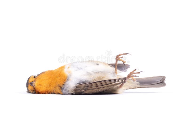 Dead robin red breast bird stock image. Image of branch - 201511549