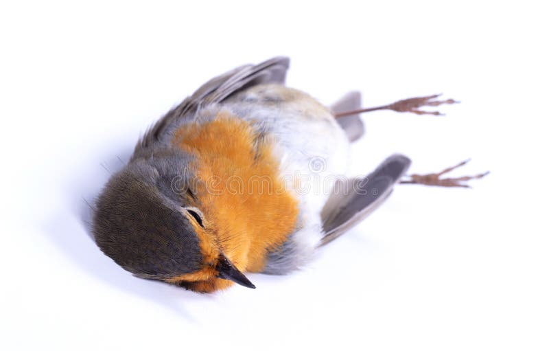 Dead robin red breast bird stock photo. Image of white - 202134848
