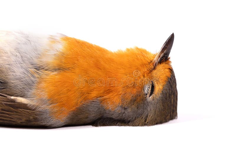 Dead robin red breast bird stock photo. Image of isolated - 202134854