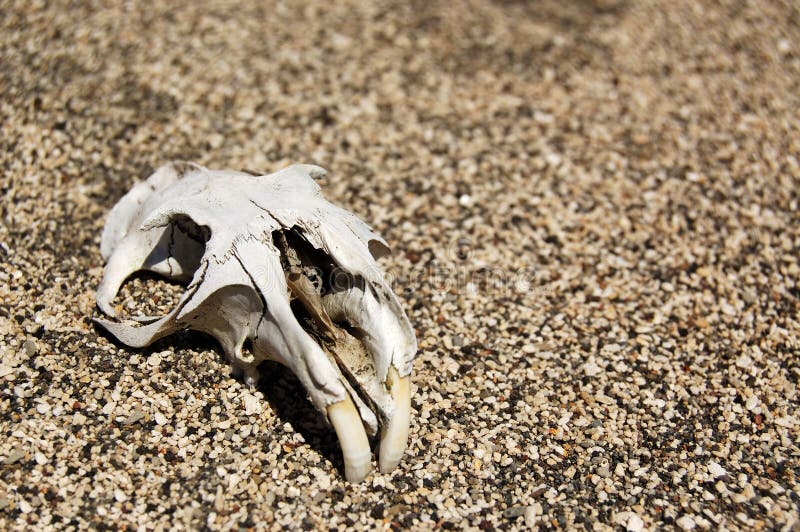 Dead rodent stock image. Image of scenics, sand, desert - 8664285