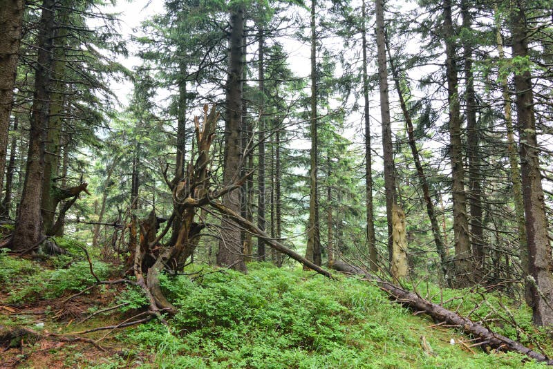 Dead root in the forest stock image. Image of roots - 134160505