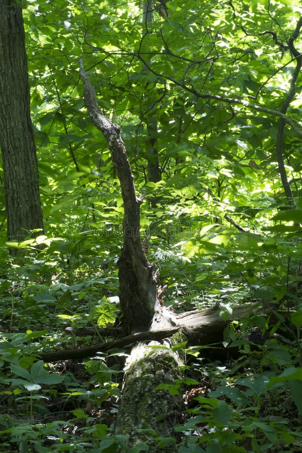 Dead Root of Overturned Tree Stock Image - Image of greenery, trees ...