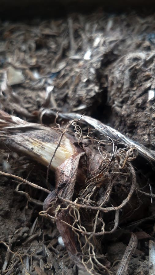 Dead roots of plants stock image. Image of roots, nature - 218976727