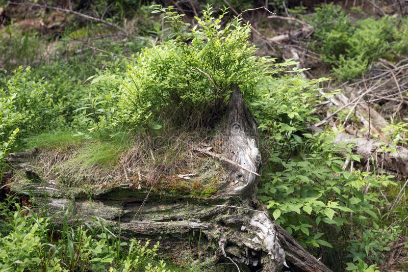 Dead roots and stones stock image. Image of stone, countryside - 75797525