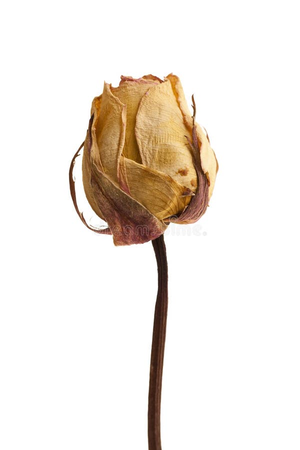Dead Rose stock photo. Image of dead, drops, background - 8569086