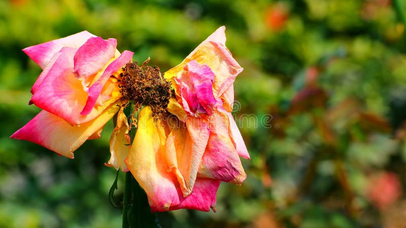 Dead red rose stock photo. Image of rose, flower, dead - 72488494