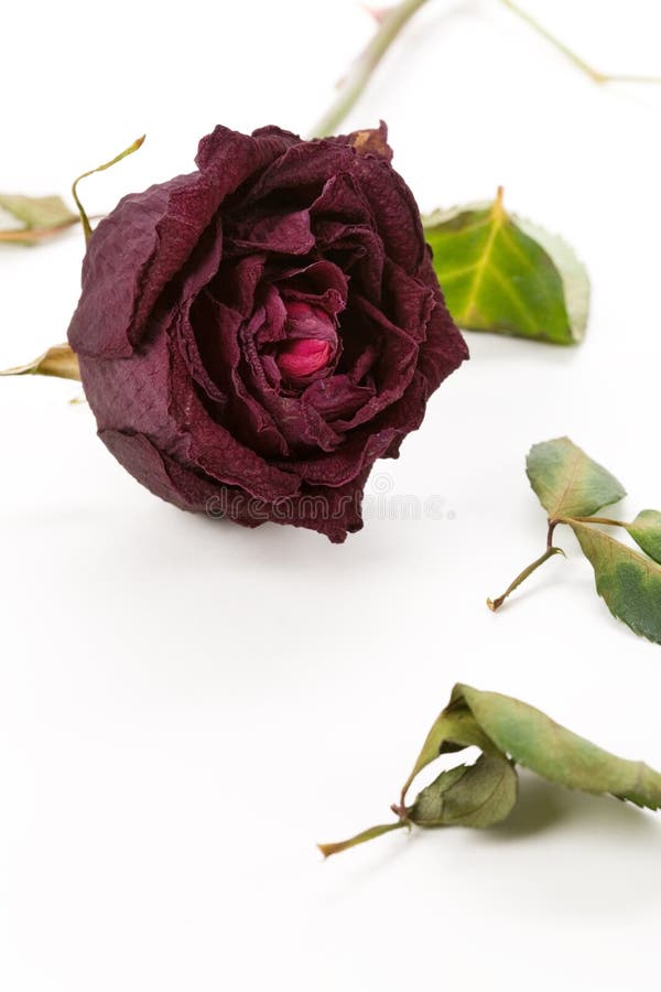 Dead rose stock photo. Image of close, rose, flower, death - 6614184
