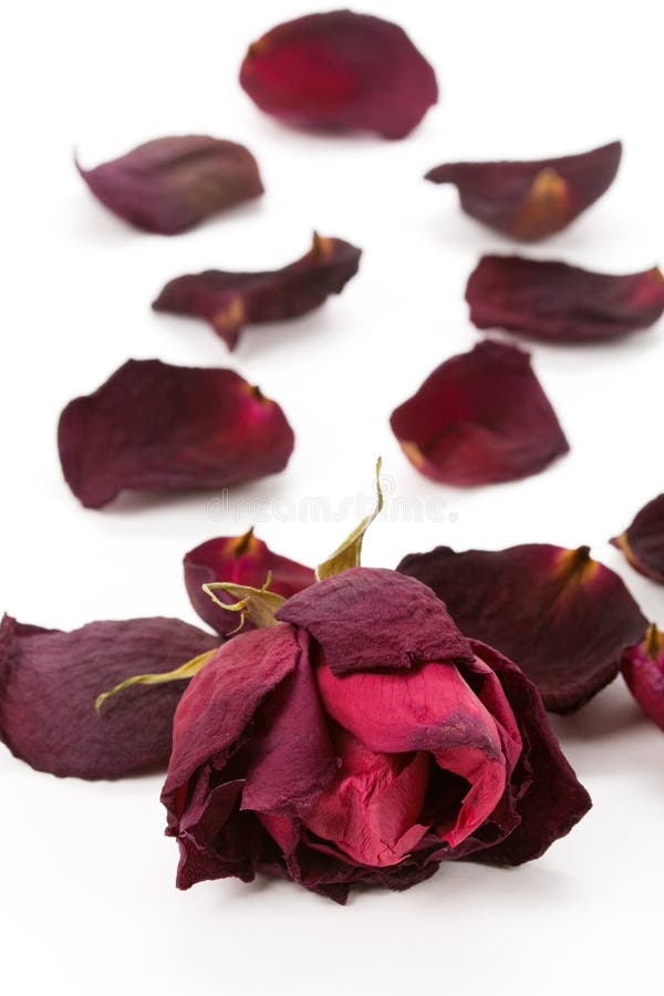 Dead rose stock photo. Image of death, love, rose, white - 6673820