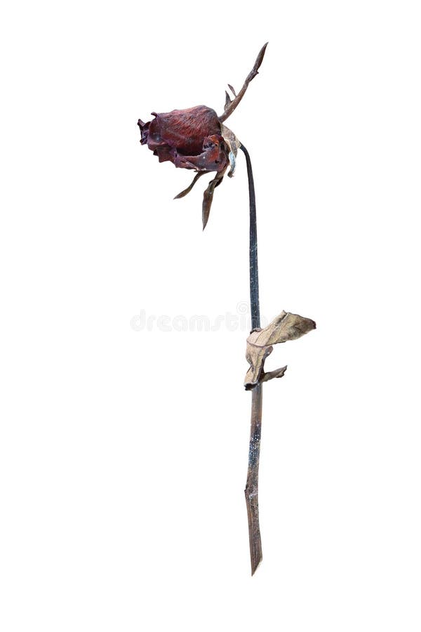 Dead red rose stock photo. Image of rose, flower, dead - 72488494