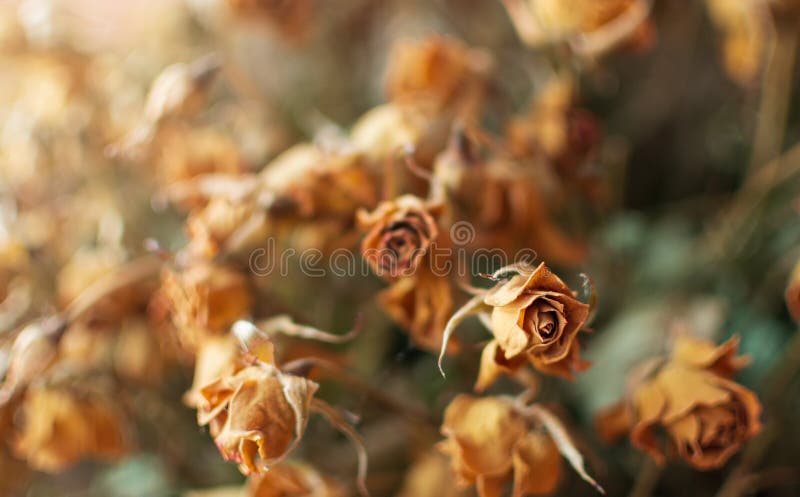 Dead Rose. Dead Flower Bouquet Stock Image - Image of roses, blossom ...
