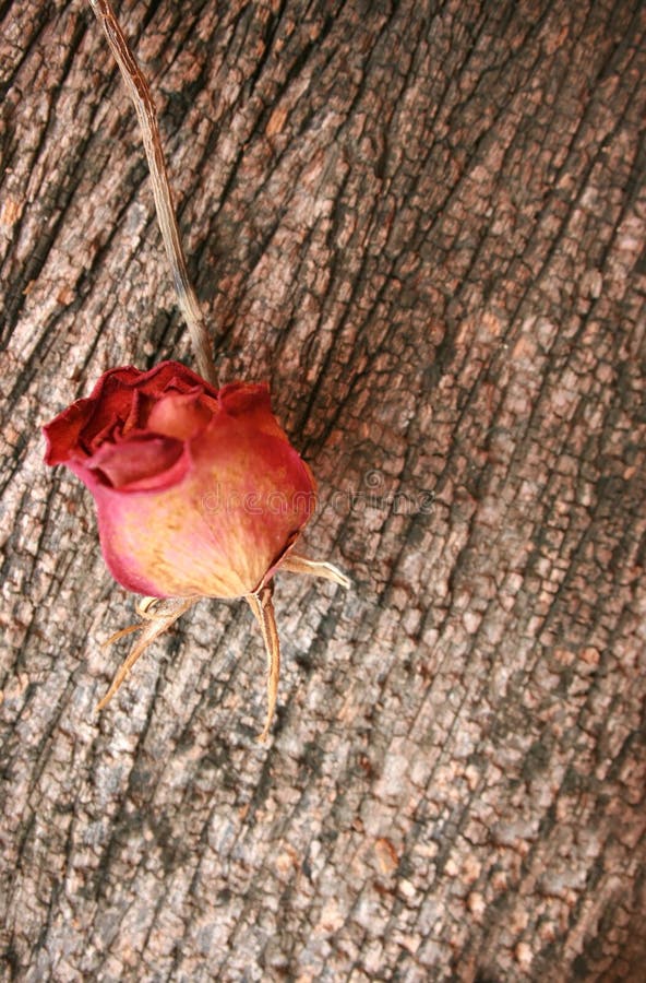 Dead rose stock photo. Image of rose, eroded, rugged - 32621714