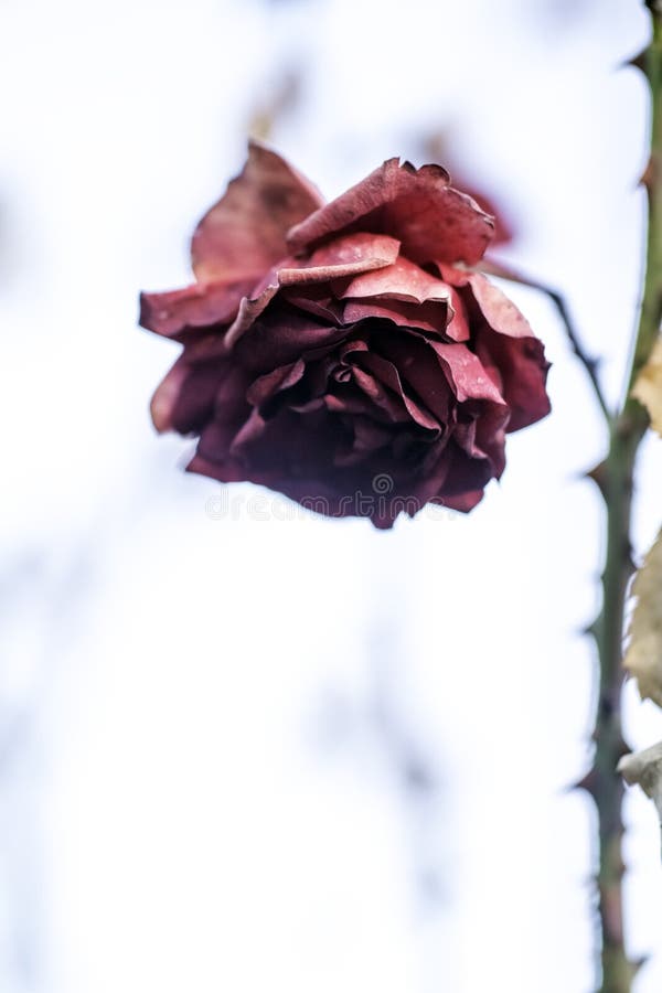 Dead Rose stock photo. Image of dead, drops, background - 8569086