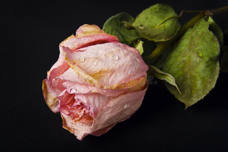 Dead red rose stock photo. Image of rose, flower, dead - 72488494