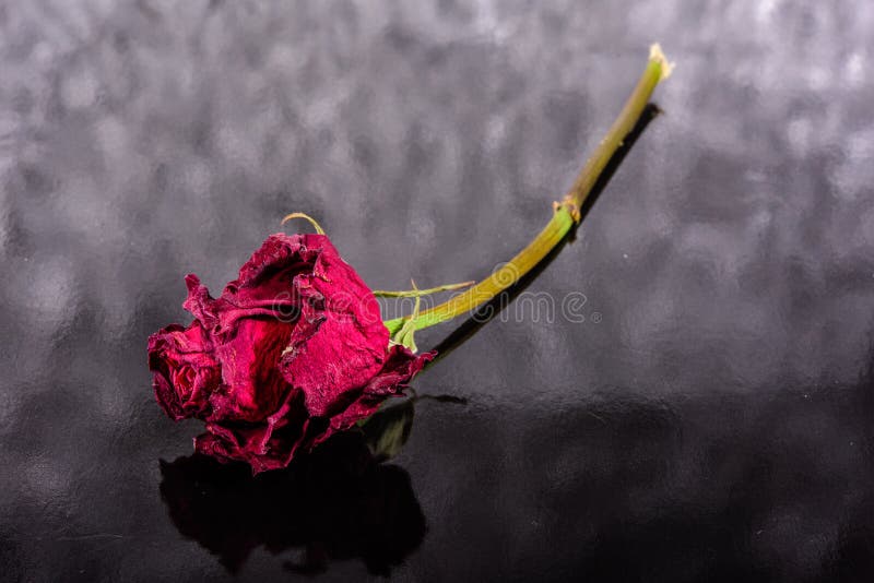 Dead Rose stock photo. Image of green, white, unloved - 67067902