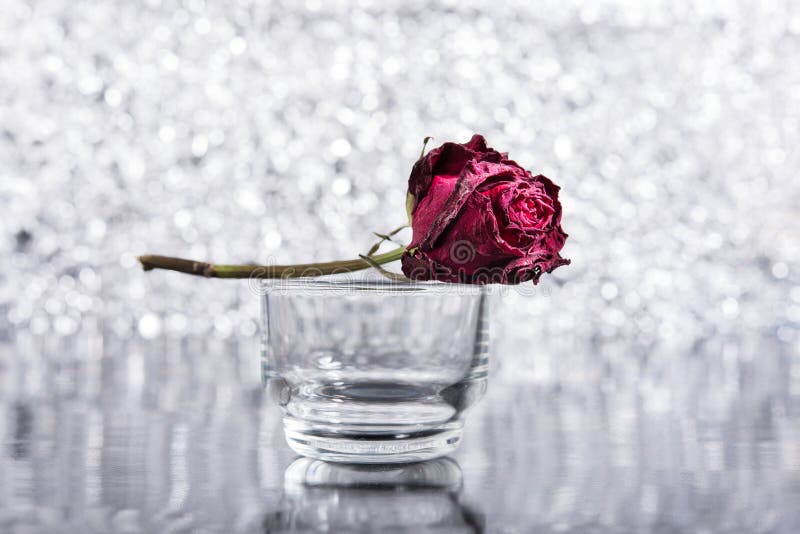 Dead Rose stock photo. Image of green, white, unloved - 67067902