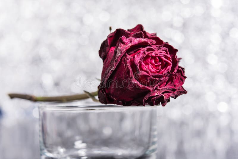 14,656 Dead Rose Stock Photos - Free & Royalty-Free Stock Photos from ...