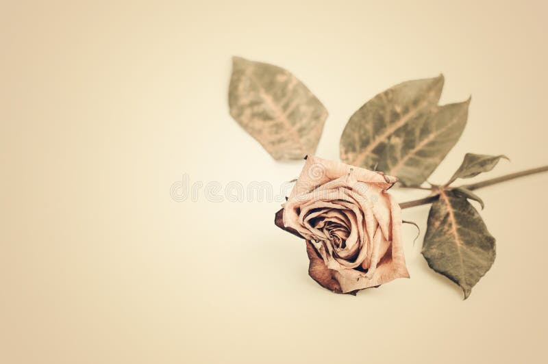 Dead rose. withered rose stock image. Image of petal - 53677513