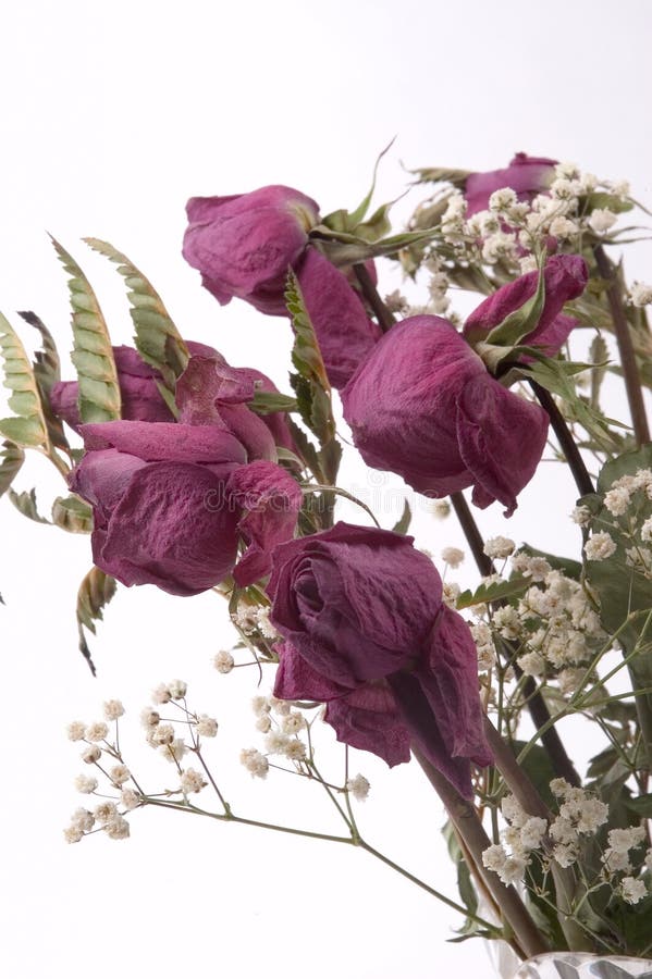 Dead Roses stock image. Image of dead, blooms, purple, dried - 65455