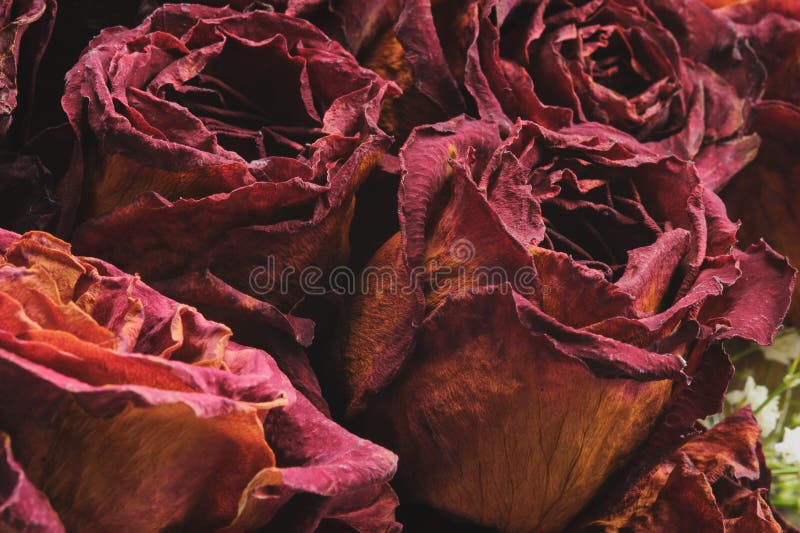 Dead rose stock photo. Image of flower, lost, rose, aging - 6614184