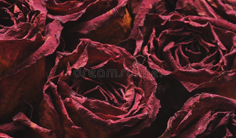 Dead roses. Background stock photo. Image of close, lost - 38405950