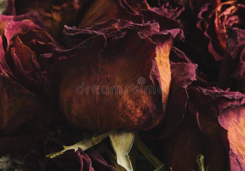 Dead roses. Background stock image. Image of plant, nature - 38406049