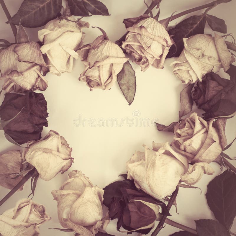 Dead Roses Frame in the Form of Heart Stock Image - Image of beautiful ...