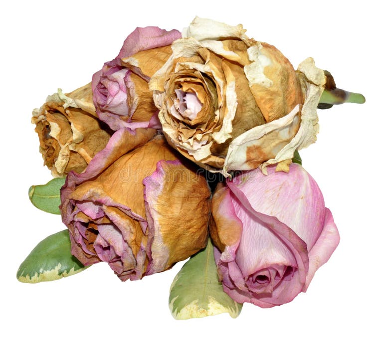 7,822 Dead Roses Stock Photos - Free & Royalty-Free Stock Photos from ...