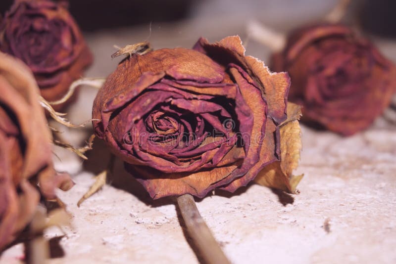 Dead Roses stock image. Image of dead, beautifulness - 99931351