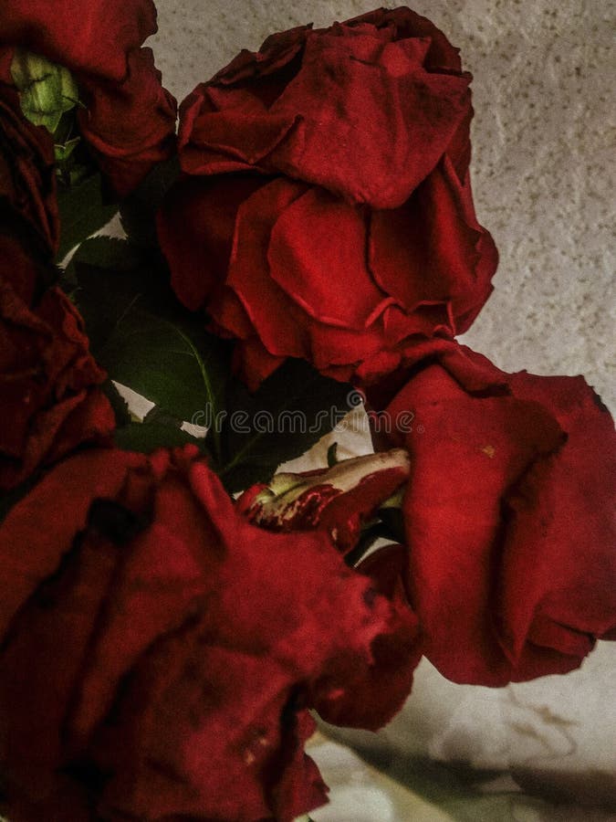 Dead roses editorial stock photo. Image of dried, roses - 133340953