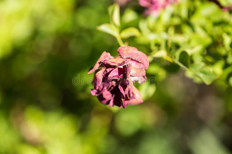 Dead Roses Still on the Bush Withered and Dried Stock Image - Image of ...